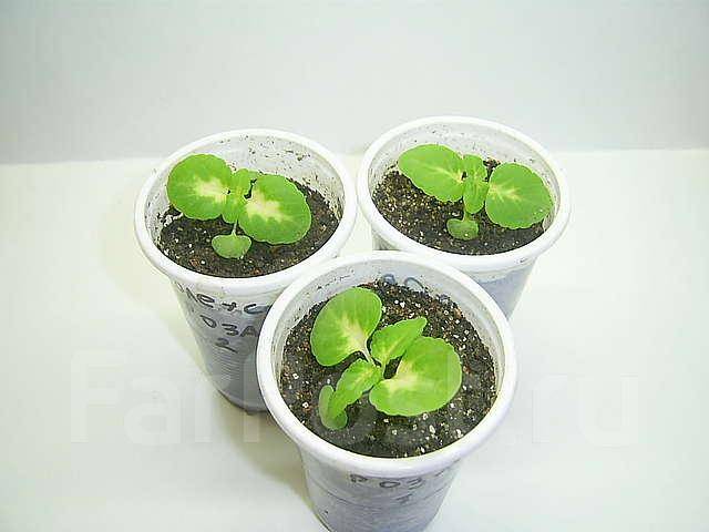 Колеус. Обсуждение на LiveInternet - Российский Сервис Онлайн-Дневников