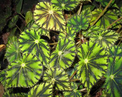 Бегония Бауэра “Персидская парча”- Begonia bowerae “Persian brocade” во ...