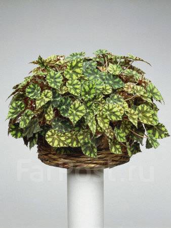 Бегония Бауэра “Персидская парча”- Begonia bowerae “Persian brocade” во ...