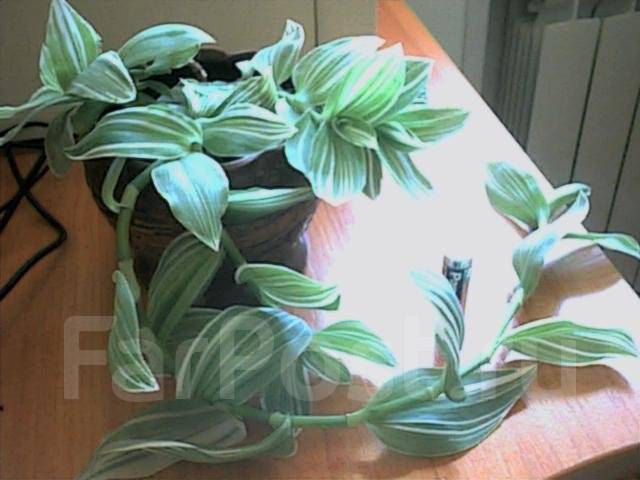 Традесканция толстянковая Tradescantia crassula - Растения во Владивостоке
