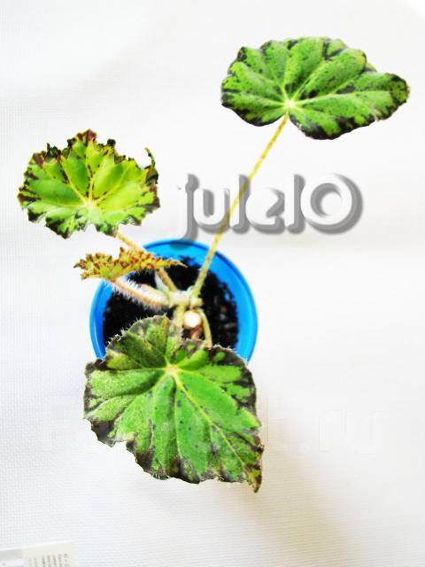 Бегония Бауэра “Персидская парча”- Begonia bowerae “Persian brocade” во ...