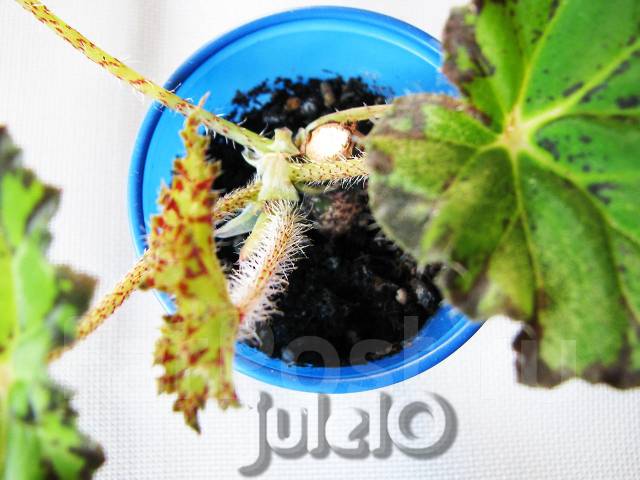 Бегония Бауэра “Персидская парча”- Begonia bowerae “Persian brocade” во ...