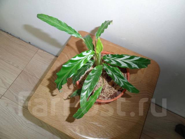 Калатея - Calathea rufibarba 'Blue Grass' - Растения во Владивостоке