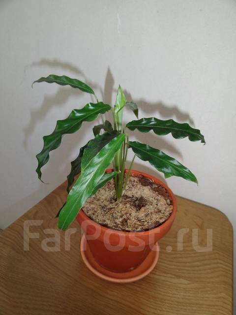 Калатея - Calathea rufibarba 'Blue Grass' во Владивостоке