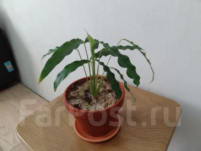 Калатея - Calathea rufibarba 'Blue Grass' во Владивостоке