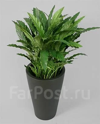 Калатея - Calathea rufibarba 'Blue Grass' - Растения во Владивостоке