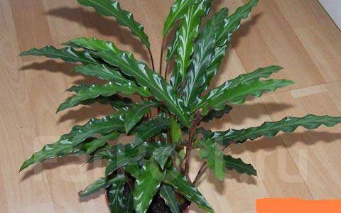 Калатея - Calathea rufibarba 'Blue Grass' во Владивостоке