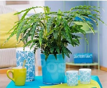 Калатея - Calathea rufibarba 'Blue Grass' во Владивостоке