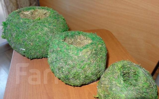 Моховый шар большой - Растения во Владивостоке