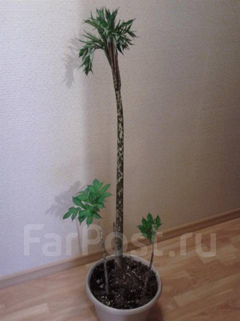 Аморфофаллус во Владивостоке