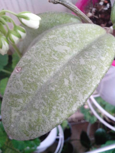 Хойя (Hoya carnosa Grey Ghost). Очень редкая и дорогая хойя, в наличии ...
