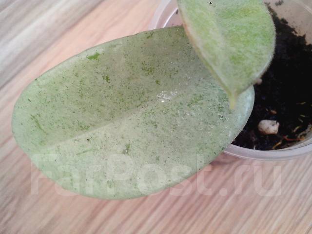 Хойя (Hoya carnosa Grey Ghost). Очень редкая и дорогая хойя, в наличии ...