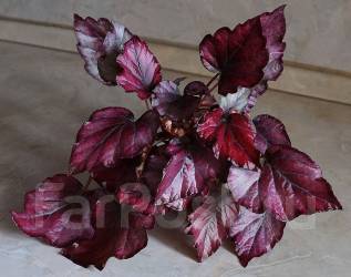 Бегония Бауэра “Персидская парча”- Begonia bowerae “Persian brocade ...