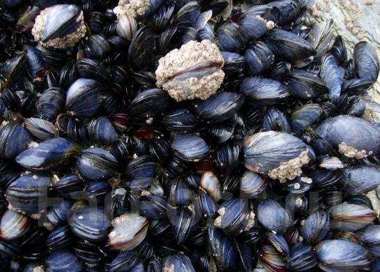 Мидия(мидийный соус), в наличии во Владивостоке