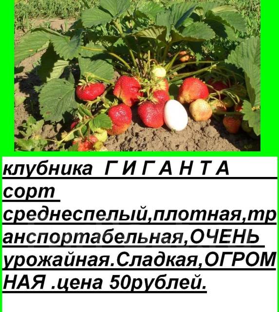 Саженцы клубники Гиганта - Сад и огород в Арсеньеве