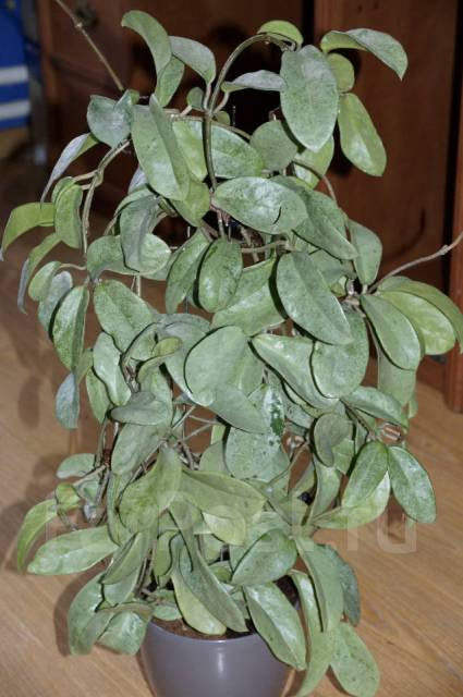 Хойя (Hoya carnosa Grey Ghost). Очень редкая и дорогая хойя, в наличии ...