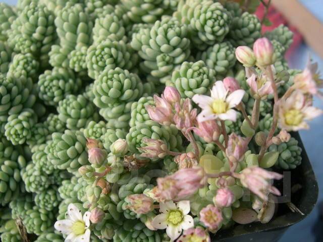 Sedum dasyphyllum 'Major' - Седум дасифиллюм "Мажор" - Растения во ...