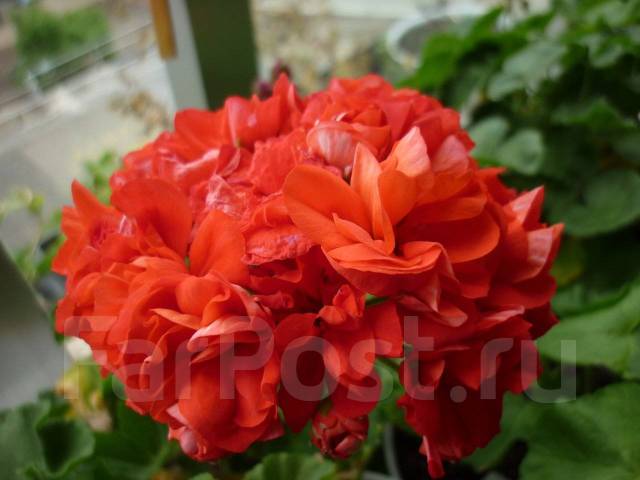 Зональная пеларгония "Highfield's Ballerina", в наличии. Цена: 300₽ во ...