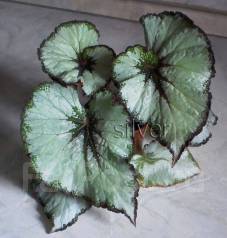 Бегония Бауэра “Персидская парча”- Begonia bowerae “Persian brocade ...