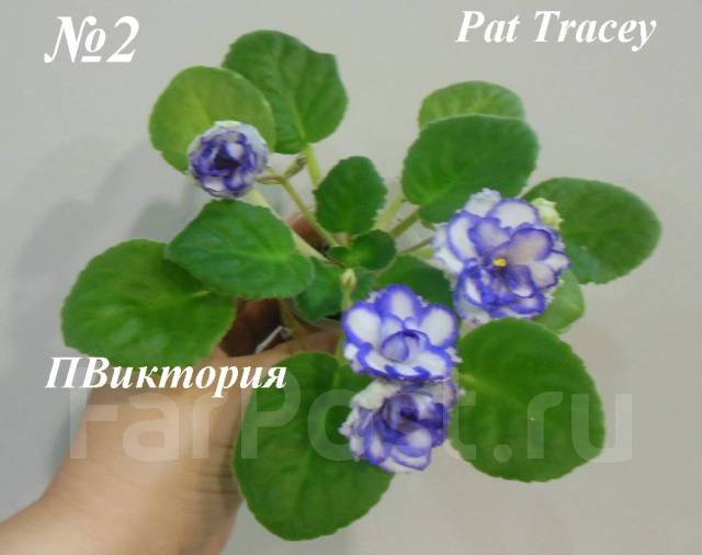 Фиалка PAT Tracey - стартер, в наличии. Цена: 300₽ во Владивостоке