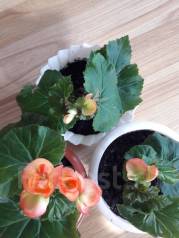 Бегония Бауэра “Персидская парча”- Begonia bowerae “Persian brocade ...