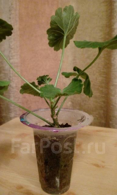 Пеларгония розебудная Swanland Pink - Australien Pink Rosebud, в ...