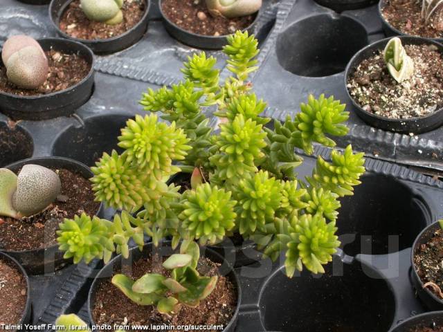 Суккулент: Вилладия Villadia batesii+ крассула ложноплауновидная ...