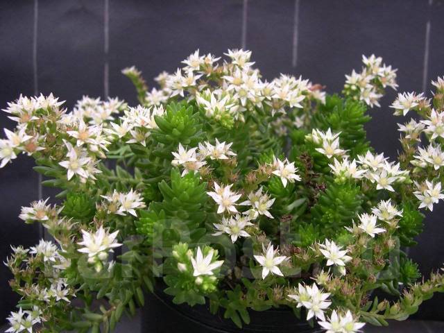 Суккулент: Вилладия Villadia batesii+ крассула ложноплауновидная ...