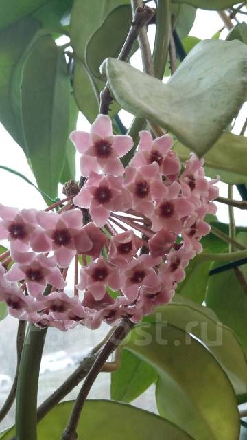 Хойя H. carnosa Grey ghost - Растения во Владивостоке