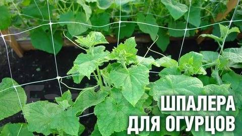 Шпалерная сетка для огурцов 2м х 6м, новый, в наличии. Цена: 220₽ в ...