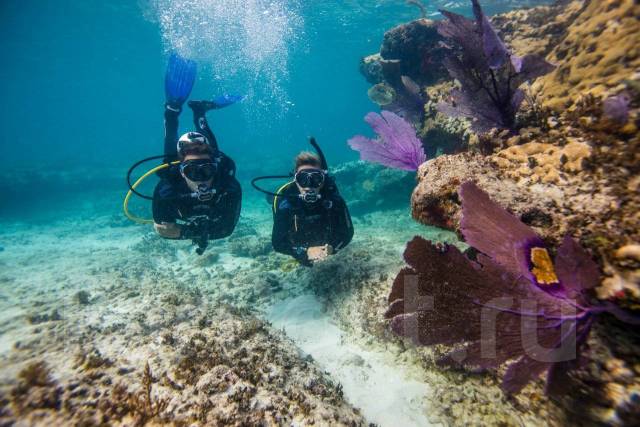 Diving Pro VL. Профессиональное обучение дайвингу по PADI, NDL во ...