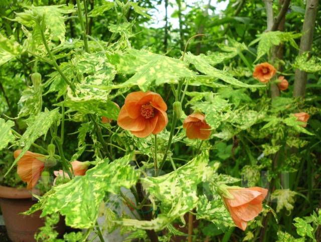 Абутилон aureo-maculatum, пестролистный - Растения во Владивостоке