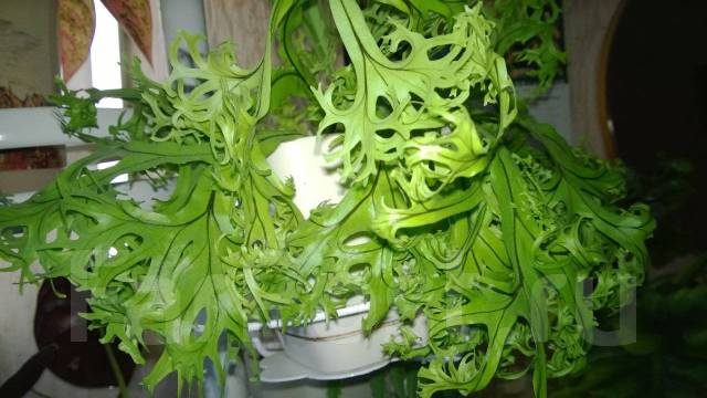 Папортотник Microsorum Punctatum Crested Dragon Whisker, в наличии ...
