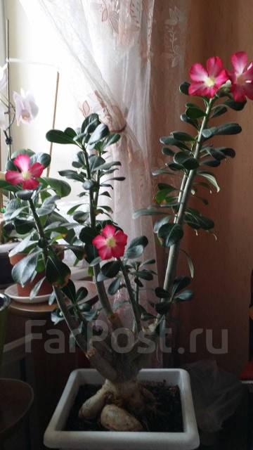 Продам комнатный цветок Адениум, в наличии. Цена: 1 500₽ во Владивостоке