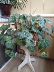 Бегония Бауэра “Персидская парча”- Begonia bowerae “Persian brocade ...