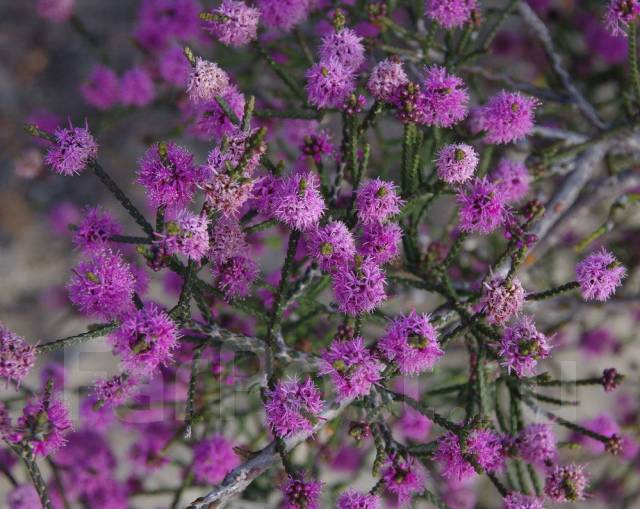 Семена Regelia inops - Растения во Владивостоке