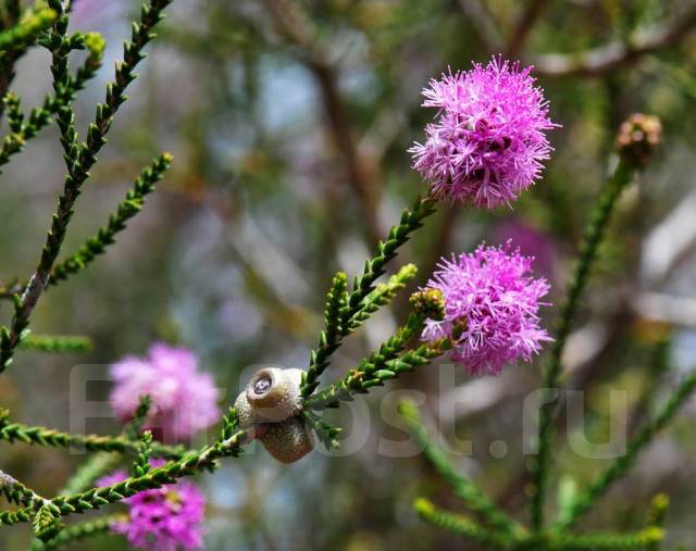 Семена Regelia inops - Растения во Владивостоке
