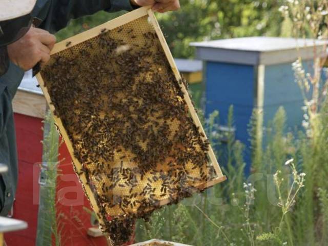 Продам пчелосемьи, другие животные, цена: 800₽, в наличии в Уссурийске