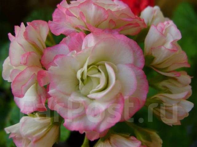 Розебудная пеларгония (герань) Appleblossom Rosebud, в наличии. Цена ...