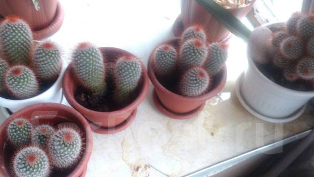 Кактус Mammillaria spinosissima. Super red/рыжий ирландец, в наличии ...