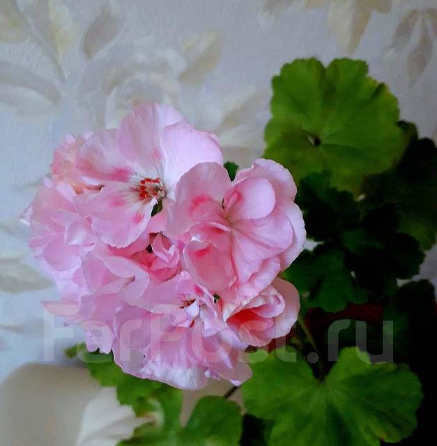 Пеларгония Alex Kitson, в наличии. Цена: 200₽ во Владивостоке