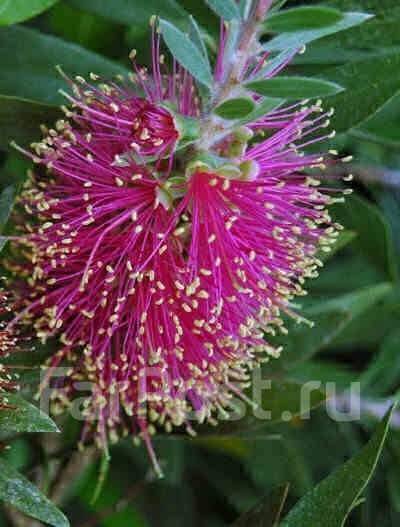 Callistemon Violaceus. Редкий сорт редкого цвета. Все фото цветов мои ...