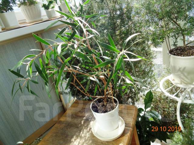 Callistemon Violaceus. Редкий сорт редкого цвета. Все фото цветов мои ...