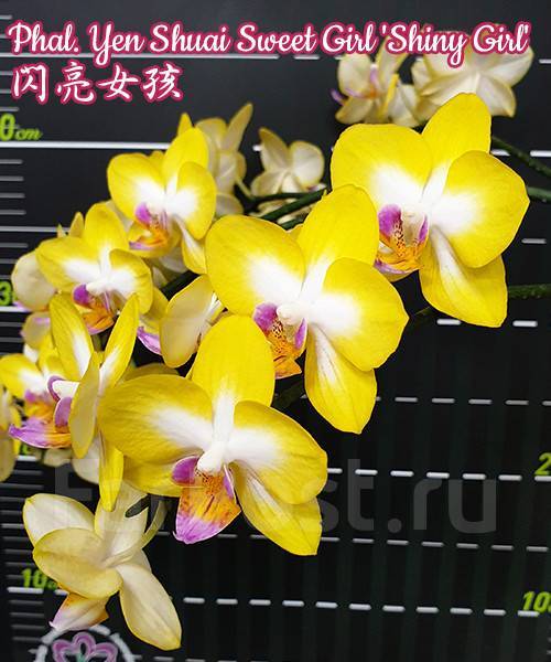 Орхидея фаленопсис Phal. Yen Shuai Sweet Girl 'Shiny Girl', под заказ. Цена: 1 100₽ во Владивостоке