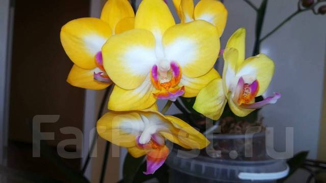 Орхидея фаленопсис Phal. Yen Shuai Sweet Girl 'Shiny Girl', под заказ. Цена: 1 100₽ во Владивостоке