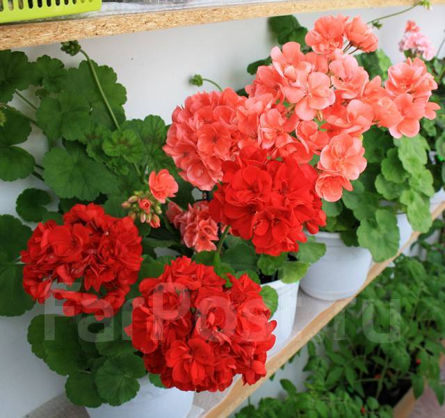 Пеларгония Pac Victor improved, взрослый кустик в горшочке, в наличии ...