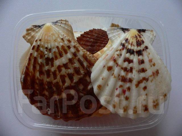 Морская раковина ракушка, всем, новый, в наличии. Цена: 120₽ во ...