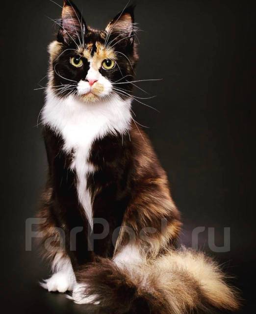 Кошка породы мейн кун - Кошки во Владивостоке