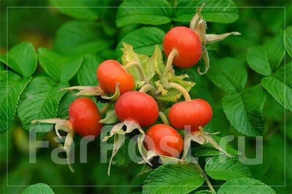 Шиповник морщинистый (саженцы), новый, в наличии. Цена: 450₽ во ...