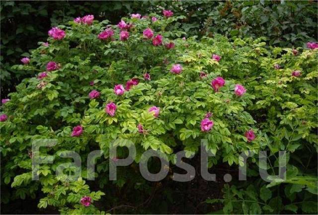 Шиповник морщинистый (саженцы), новый, в наличии. Цена: 450₽ во ...